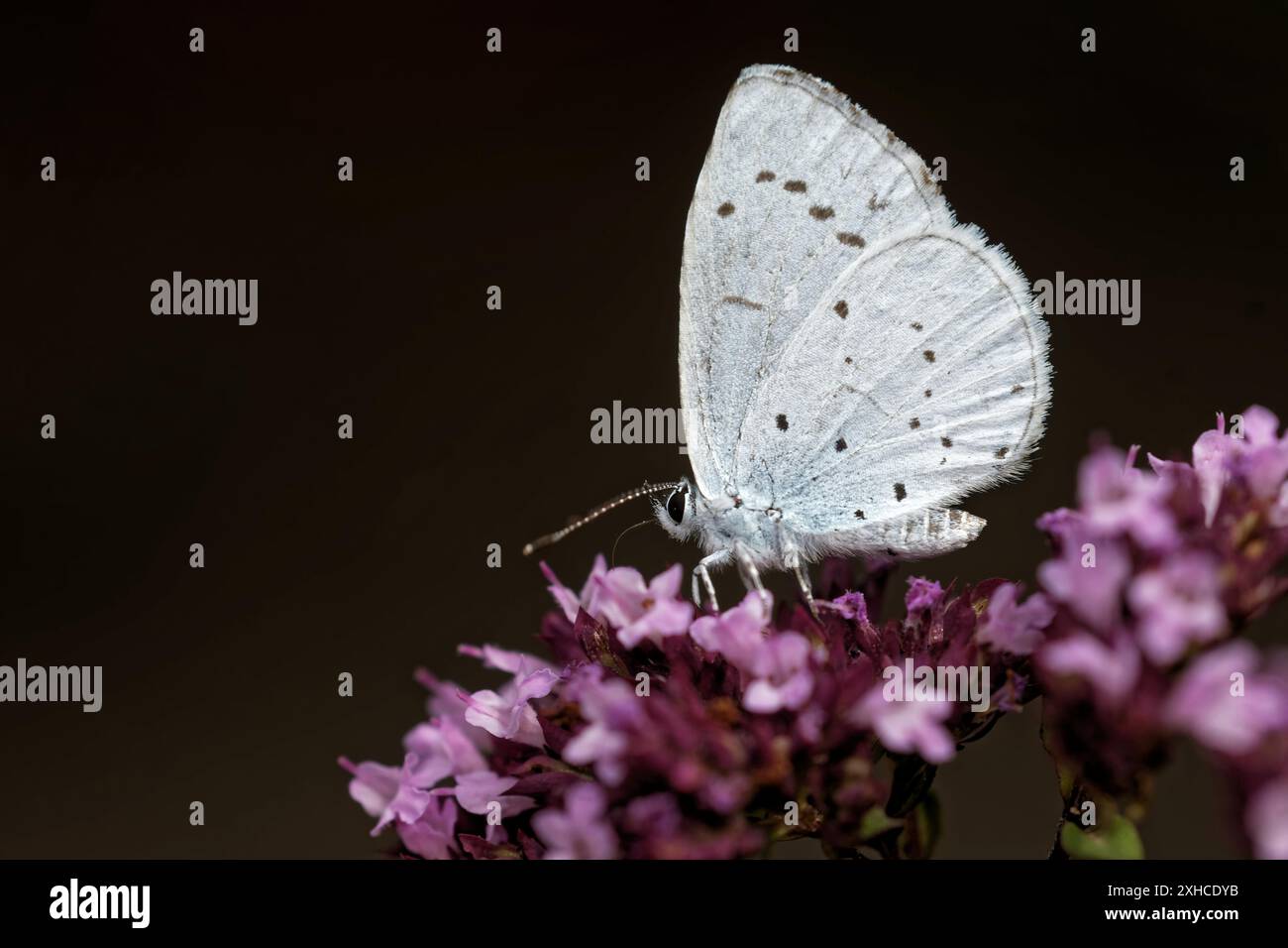 Common blue on the dost Stock Photo - Alamy