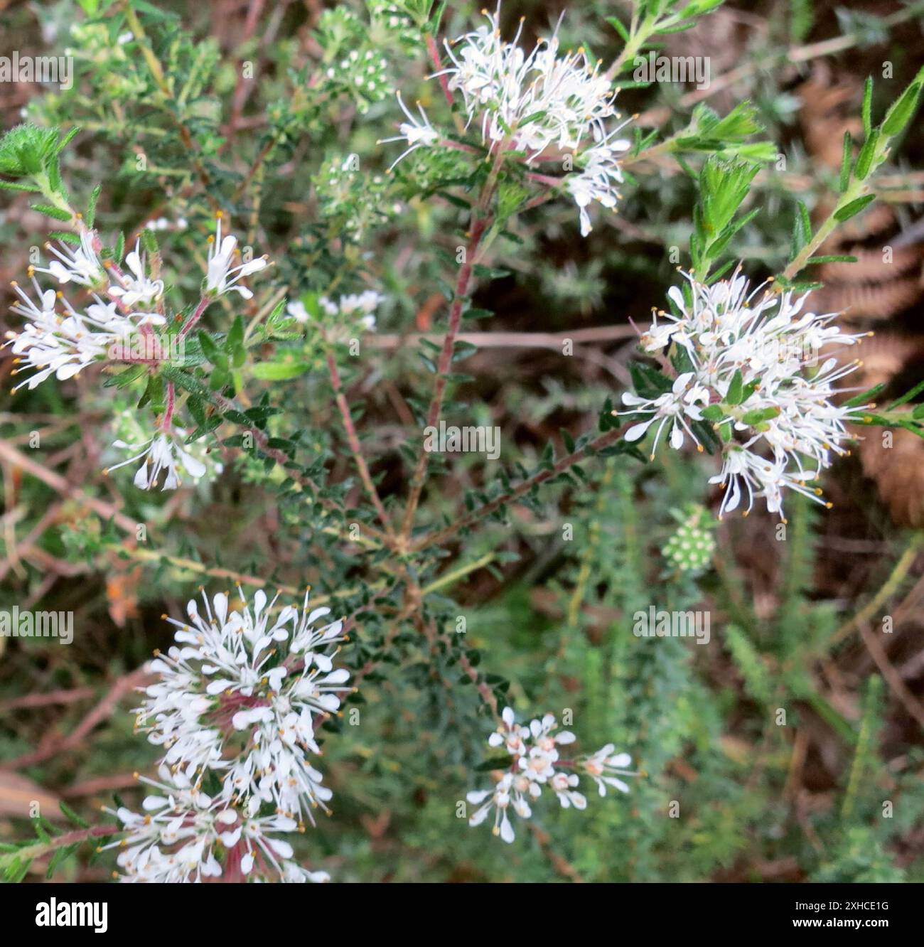 Klein drakenstein hi-res stock photography and images - Alamy