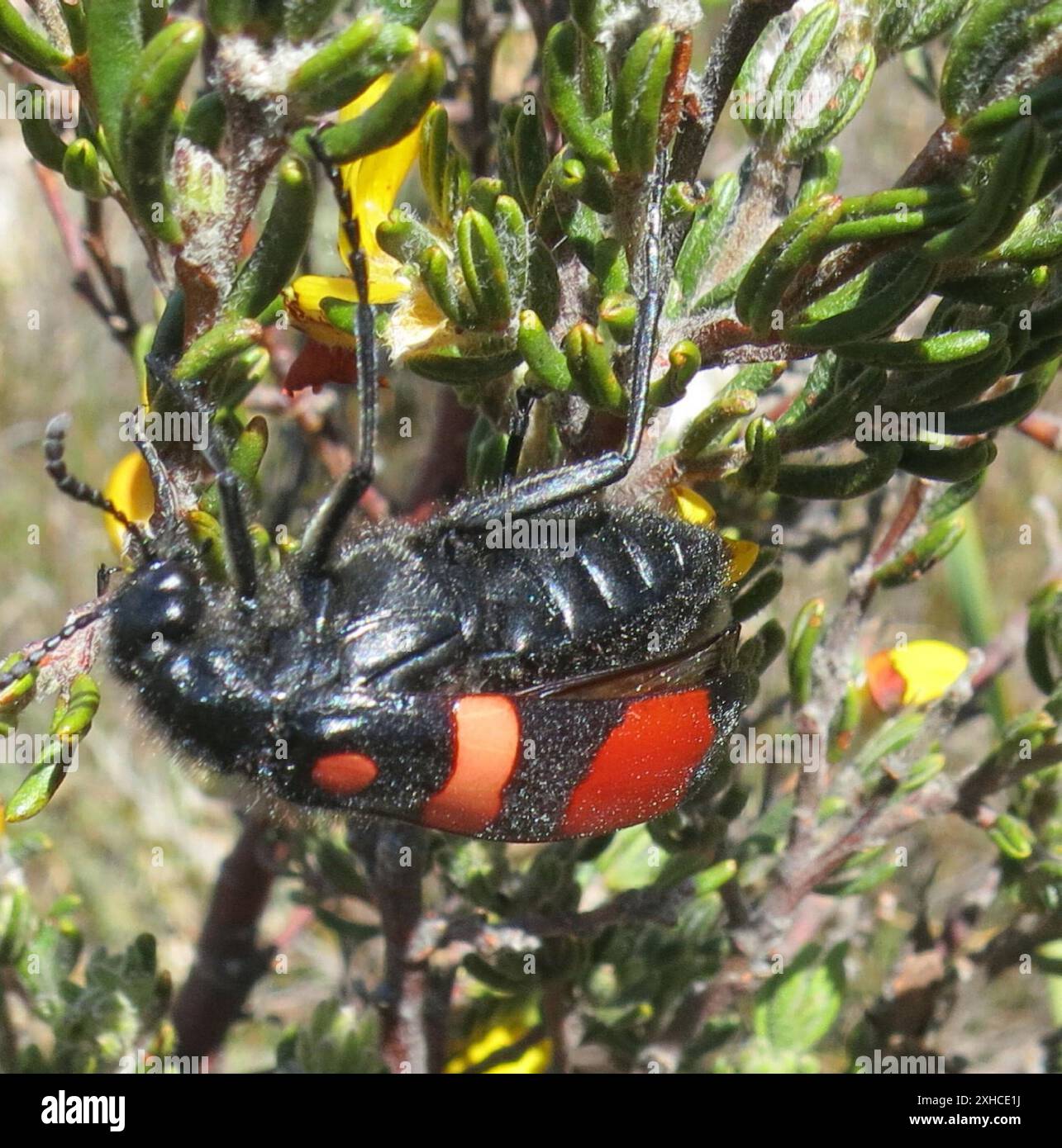 Cyclopia hi-res stock photography and images - Alamy