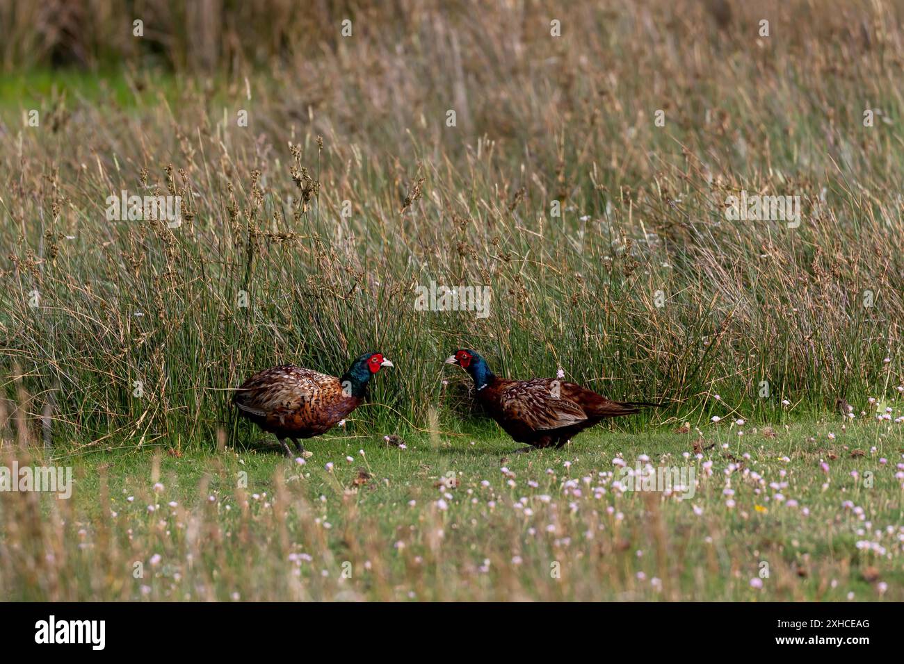 Two Common Pheasants (Phasianus colchicus) in the salt marshes on the ...