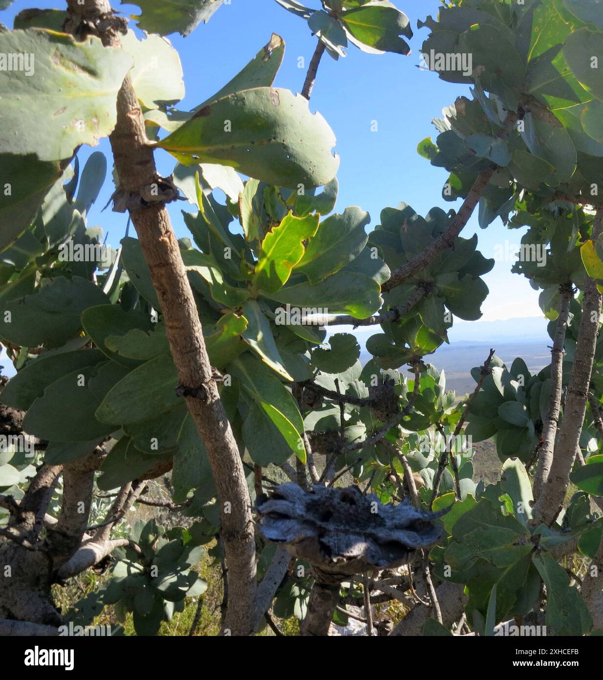 Wagon Tree (Protea nitida) Perdepoort West in the northern foothills of ...