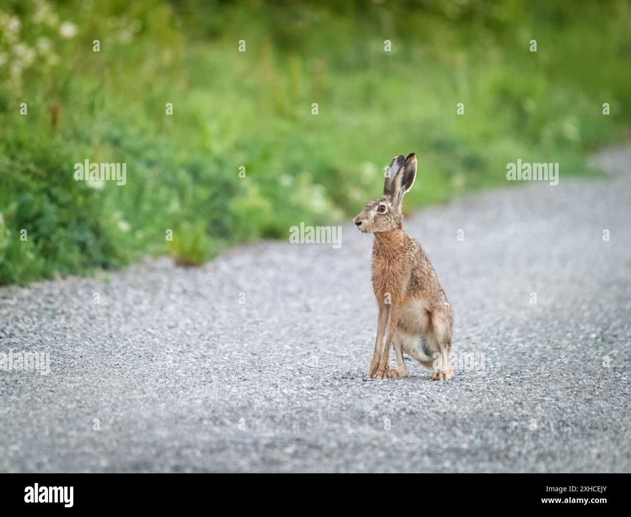 Rabbit on the road hi-res stock photography and images - Alamy