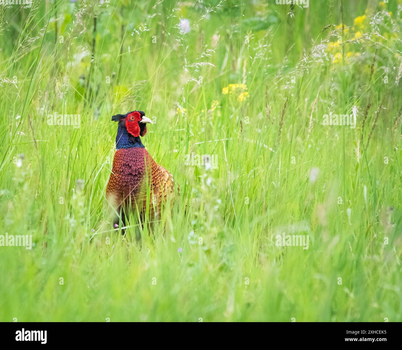 Pheasant in high grass Stock Photo - Alamy