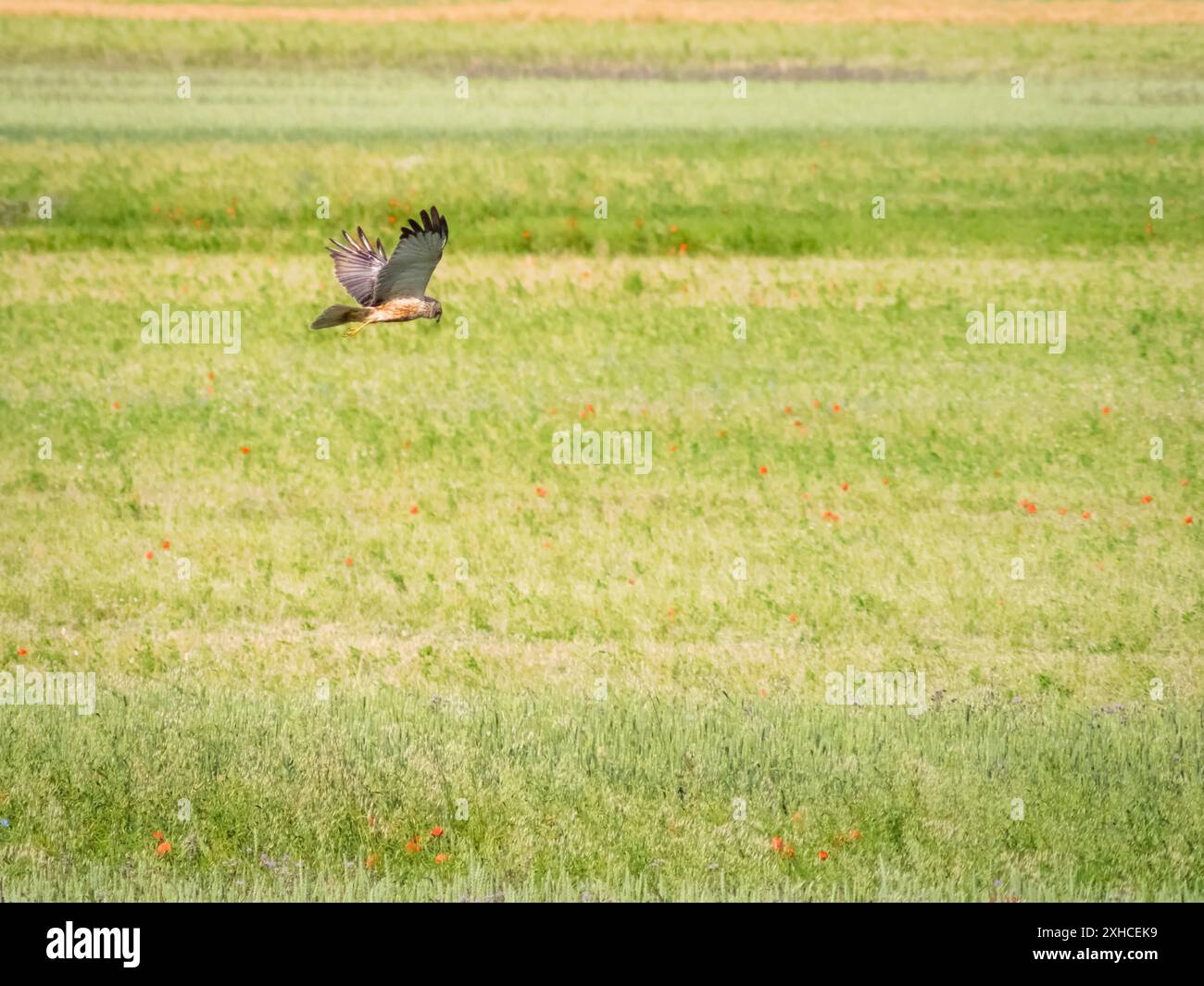 Sparrow hawk fly hi-res stock photography and images - Alamy