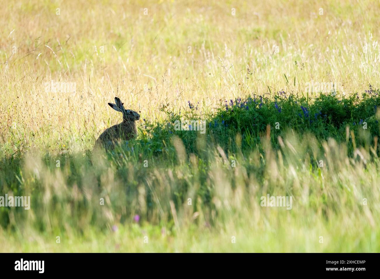 Hare eating in the shadow of a tree in a meadow Stock Photo - Alamy