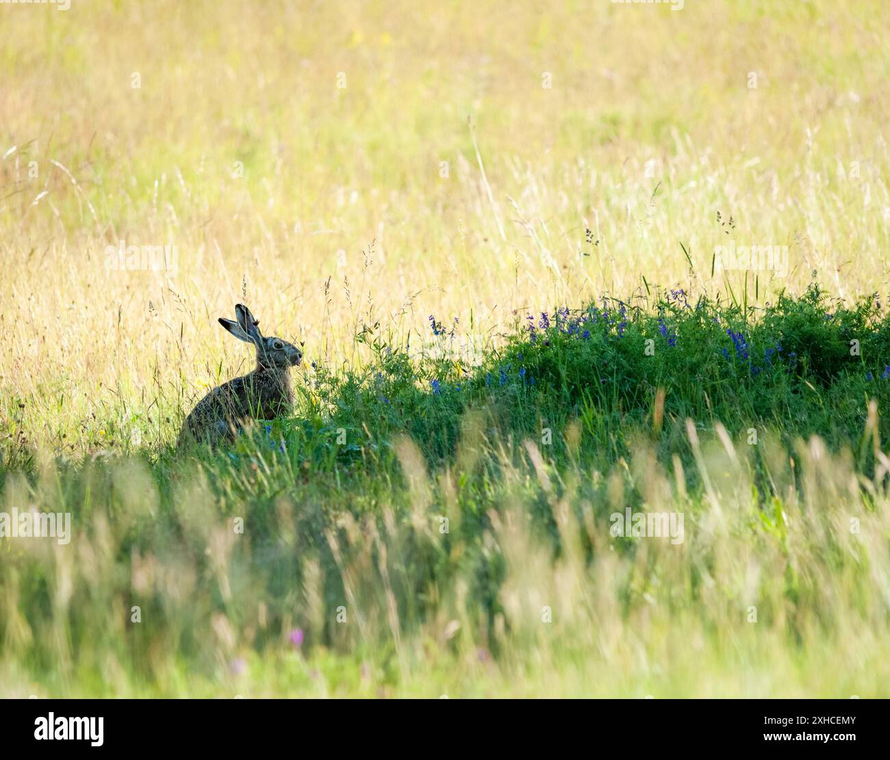 Hare eating hi-res stock photography and images - Alamy