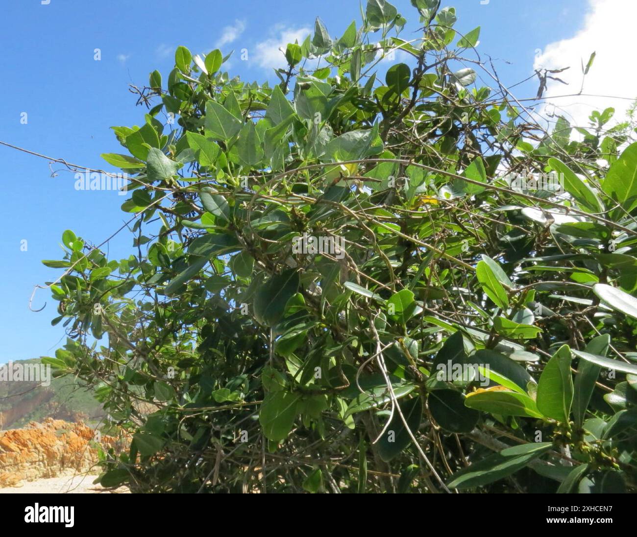 Southern White Milkwood (Sideroxylon inerme inerme) Coney Glen Stock ...