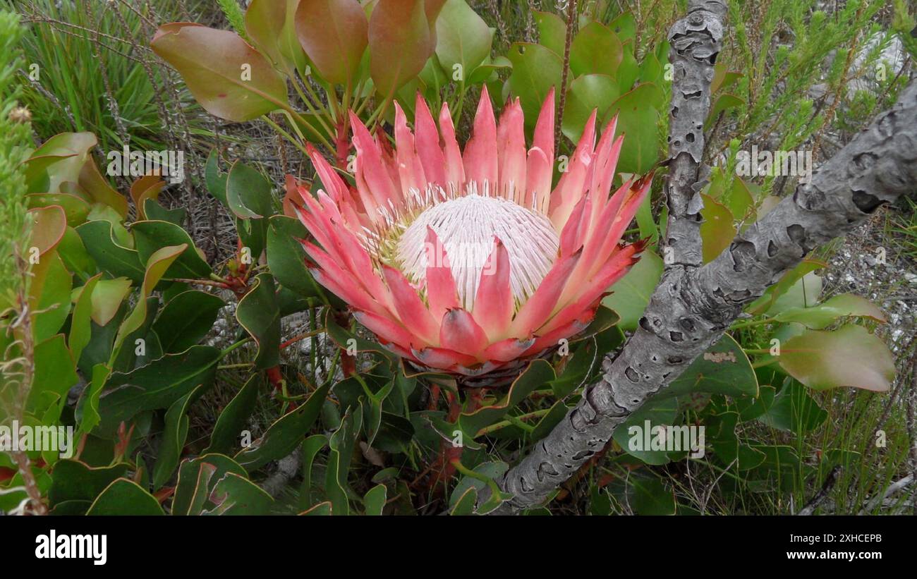 King Protea (Protea cynaroides) Grootvadersbosch Nature Reserve ...