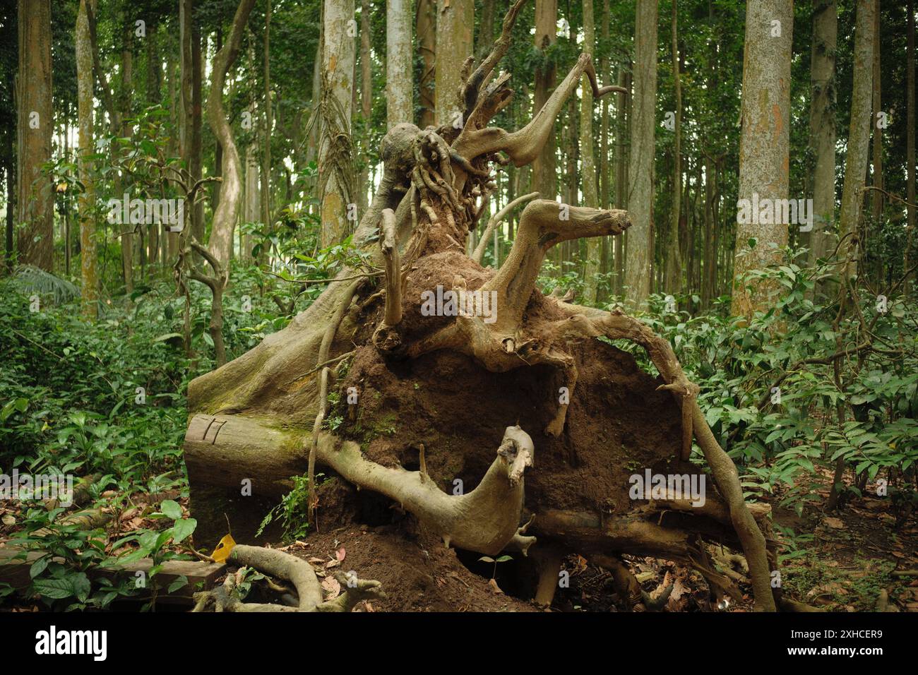 A large tree fallen in the forest with its roots uprooted from the ...