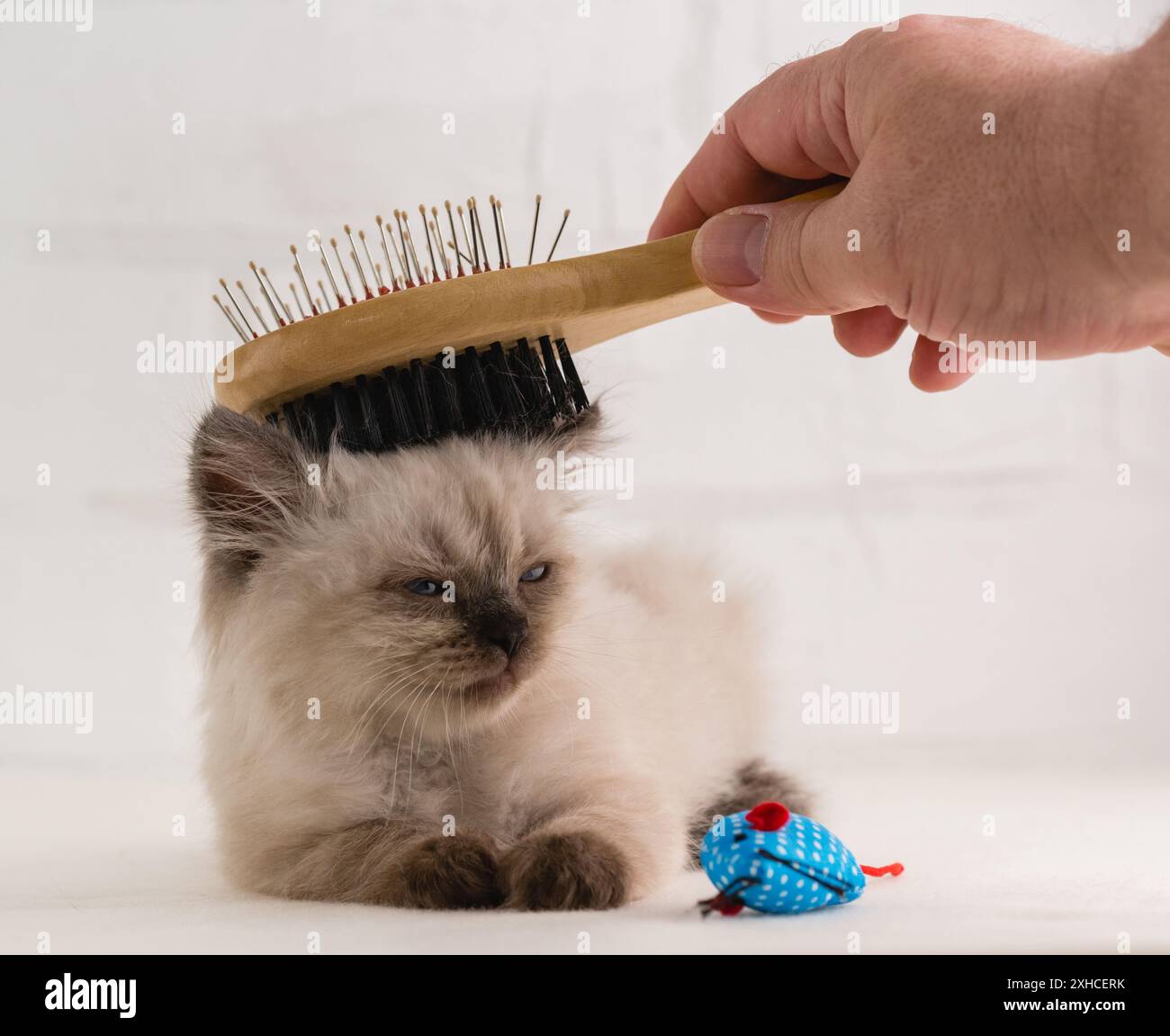 A hand with a brush combs a small fluffy kitten of point color. The ...