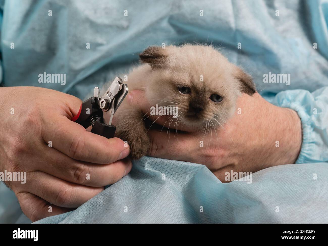 A veterinarian cuts the claws with a claw cutter for a sad little point ...