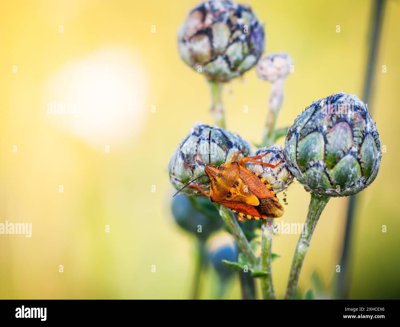 Orange thistle hi-res stock photography and images - Alamy
