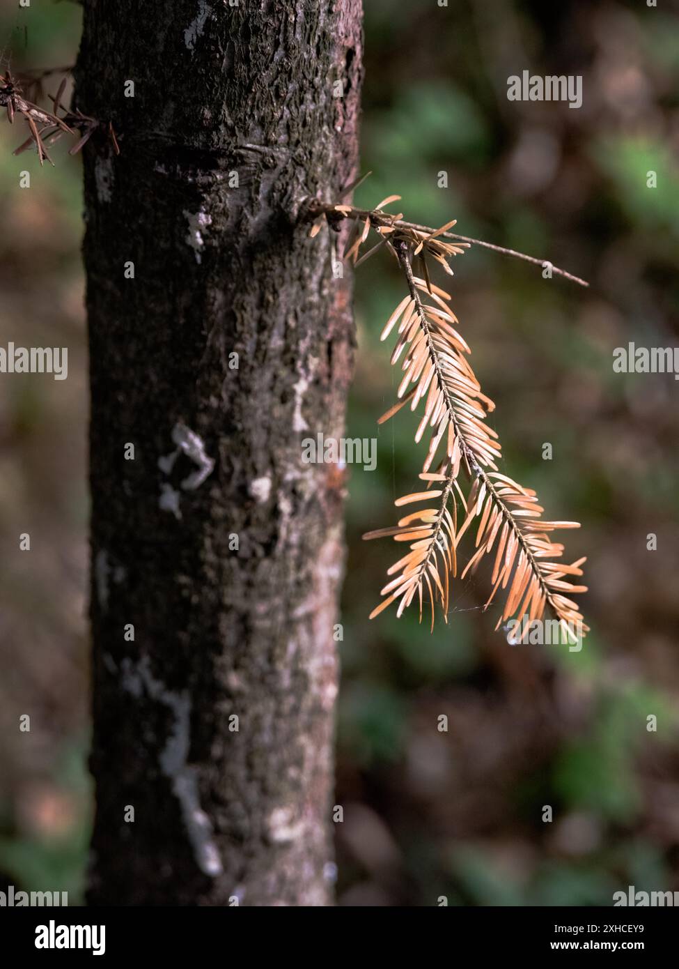 Dry and withered branch on a tree in the forest Stock Photo - Alamy