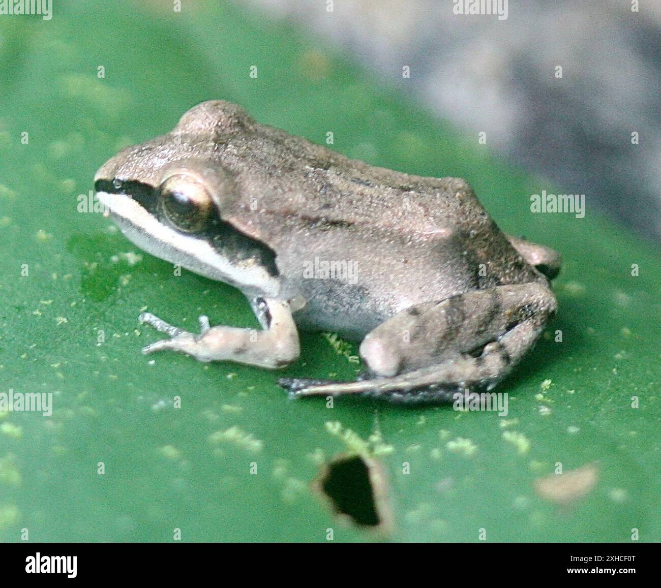 Madre de Dios Thin-toed Frog (Leptodactylus didymus) Puerto Maldonado ...