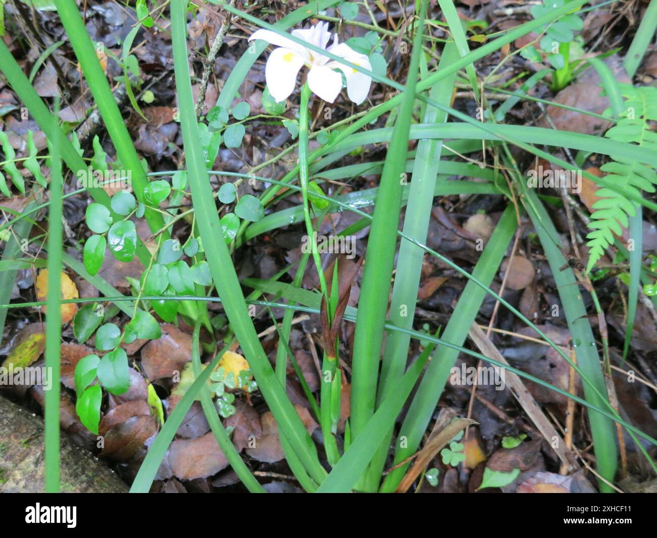 Small Fortnight Lily (Dietes iridioides) Strawberry Hill Fern Trail at ...
