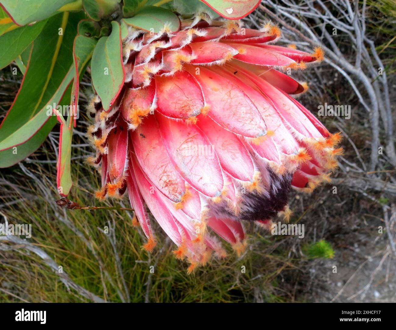 Queen protea protea magnifica hi-res stock photography and images - Alamy