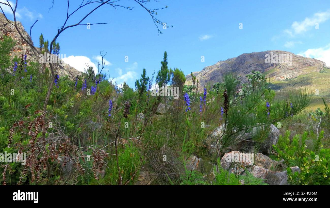 Rocket Capeblue (Aristea capitata) Klein Drakenstein Mts above Olive ...