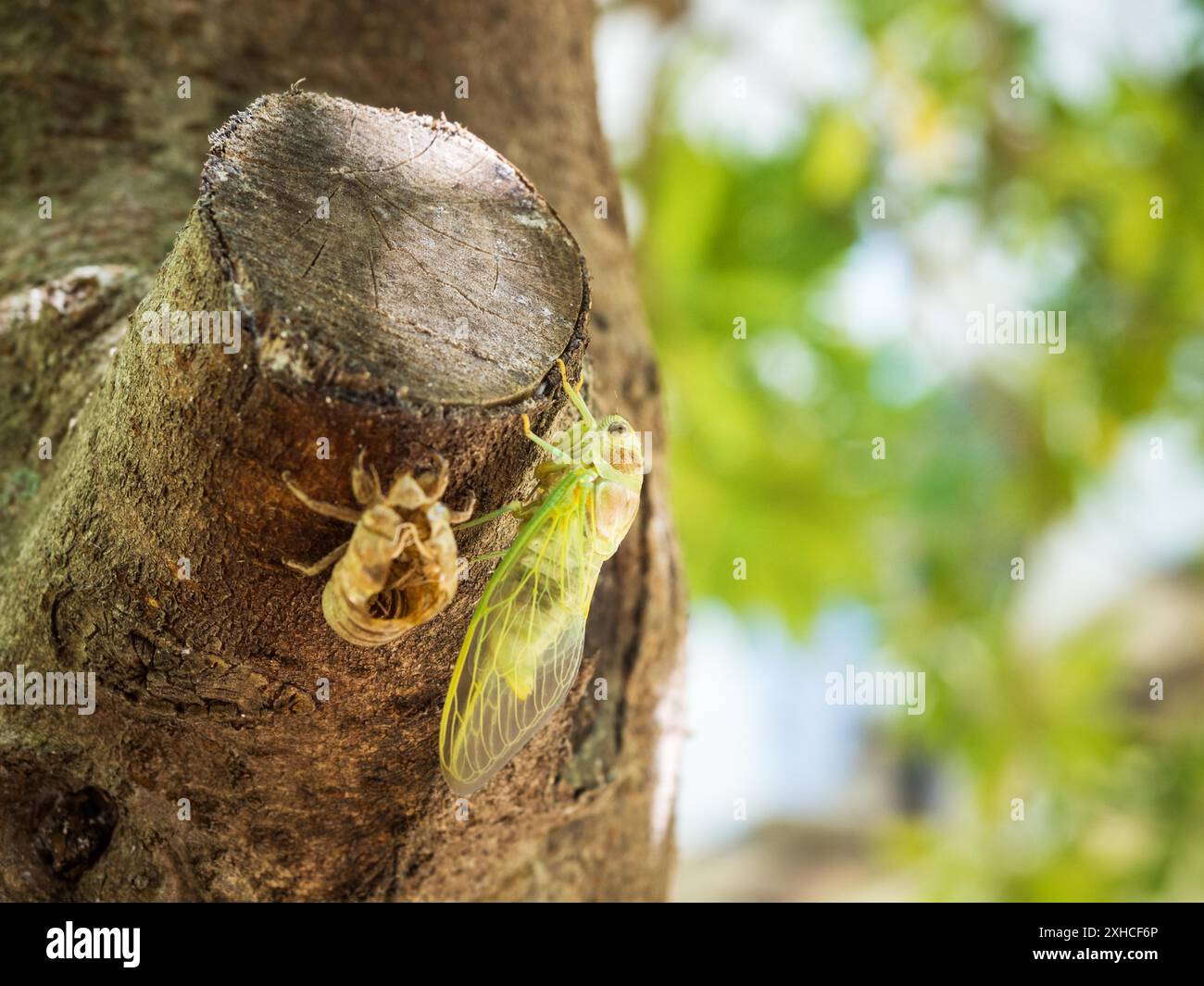 Cicada on a tree transformed from small device Stock Photo - Alamy