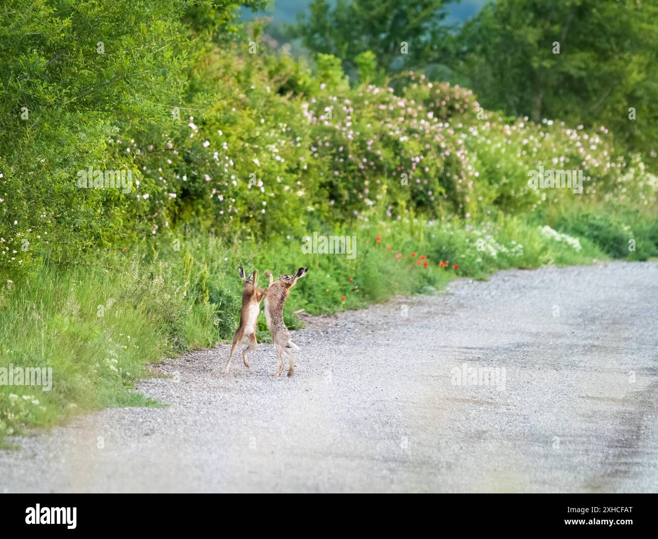 Animal spring hi-res stock photography and images - Alamy