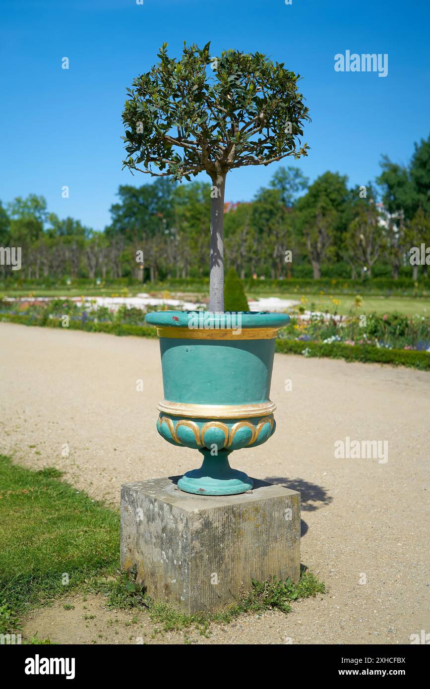 Laurel tree hi-res stock photography and images - Alamy
