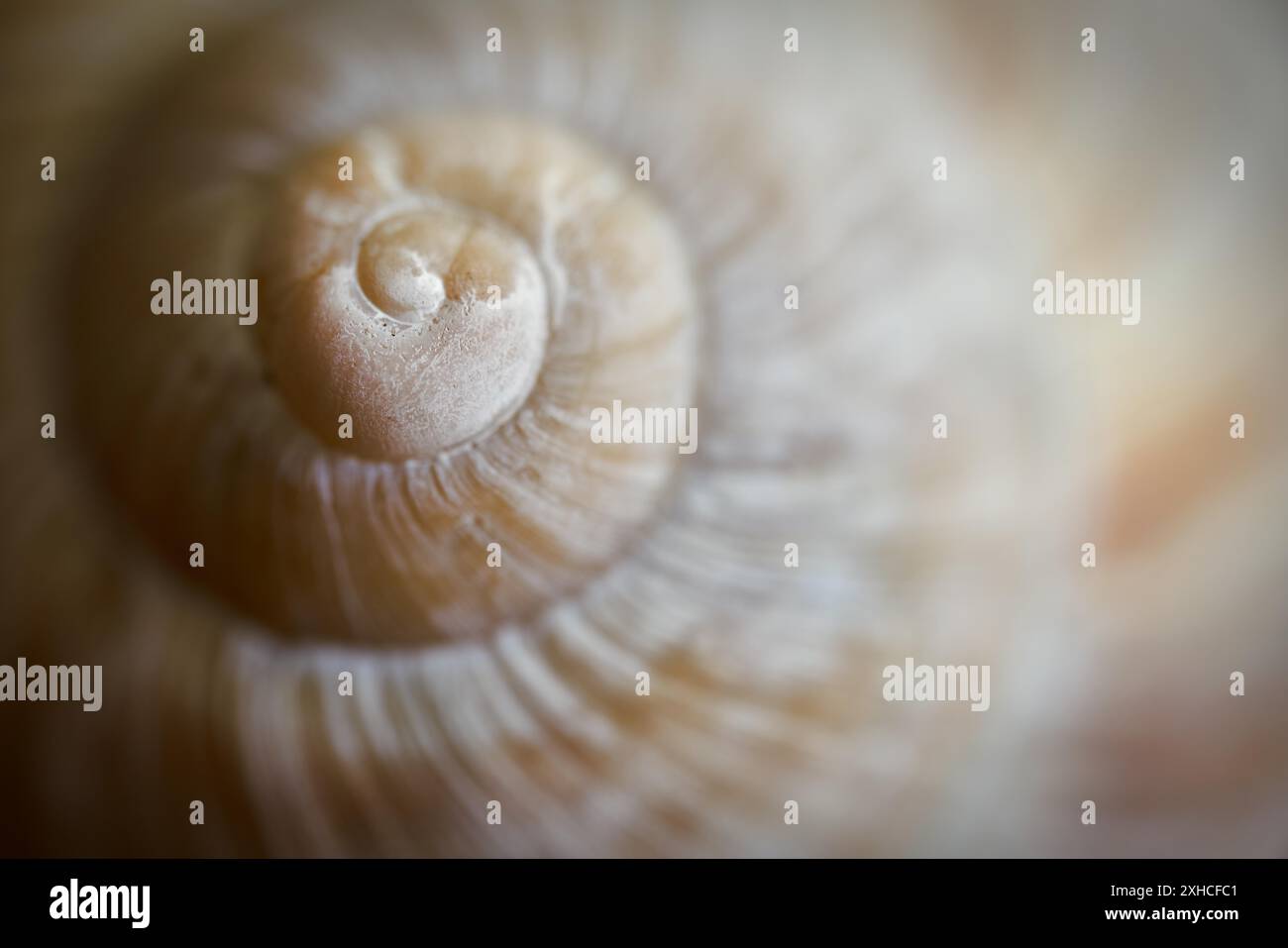 Empty snail shell hi-res stock photography and images - Alamy