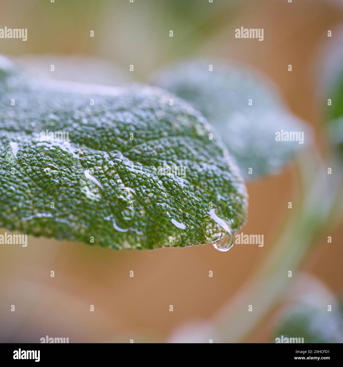 Sage drops hi-res stock photography and images - Alamy
