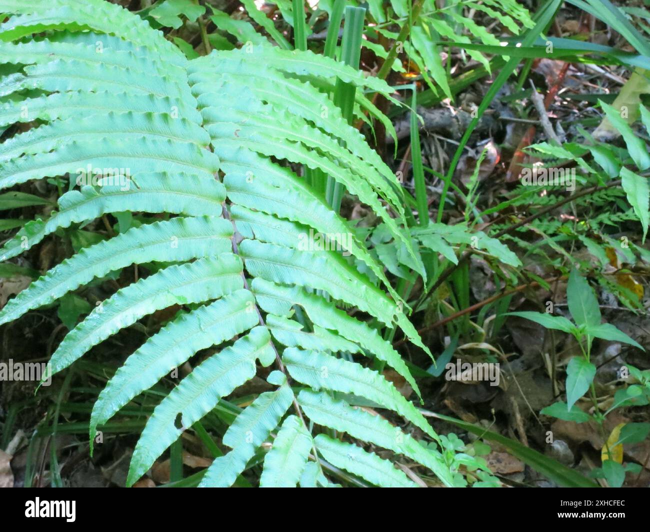 Cape Hard Fern (Blechnum capense) Strawberry Hill Fern Trail Stock ...