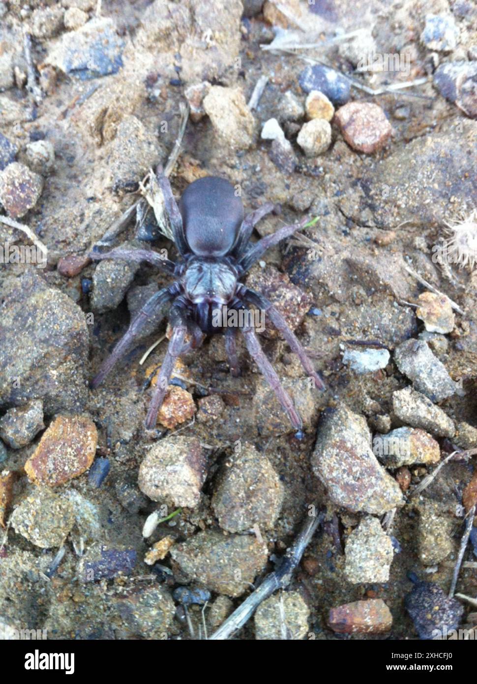 False Tarantula (Calisoga longitarsis) 200 Sarah Dr, Corte Madera, CA ...