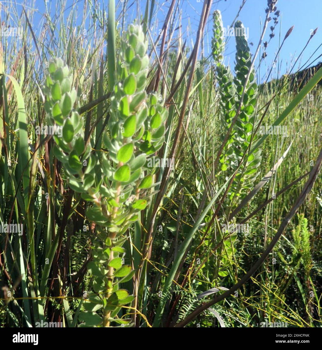Threeflower Pagoda (Mimetes pauciflorus) En route to Tierkop in the ...