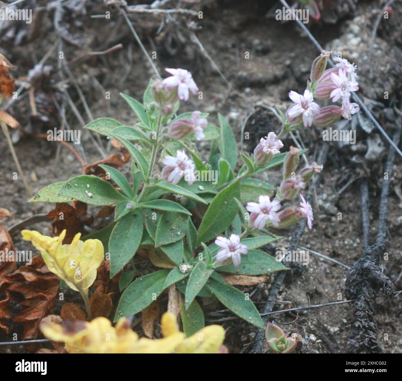 San Francisco Campion (Silene verecunda) devil's slide pacifica Stock ...