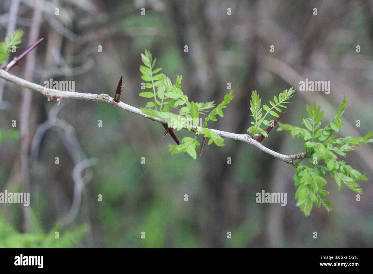 Estelle louisiana hi-res stock photography and images - Alamy