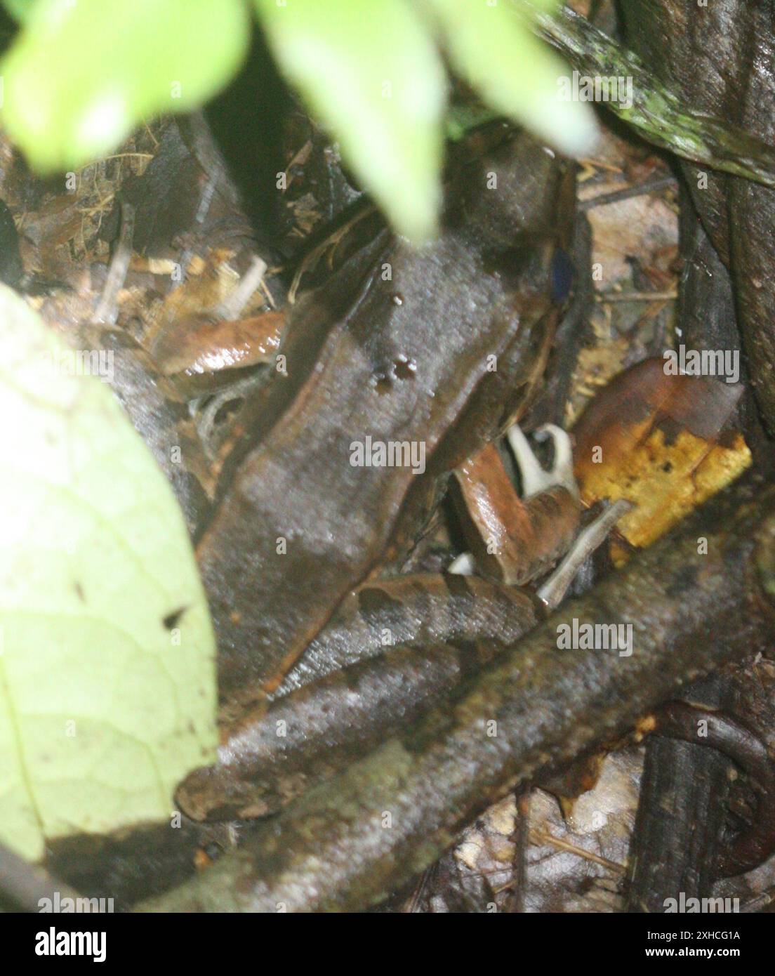 Neotropical Grass Frogs (Leptodactylus) Madre de Dios, Peru Stock Photo ...