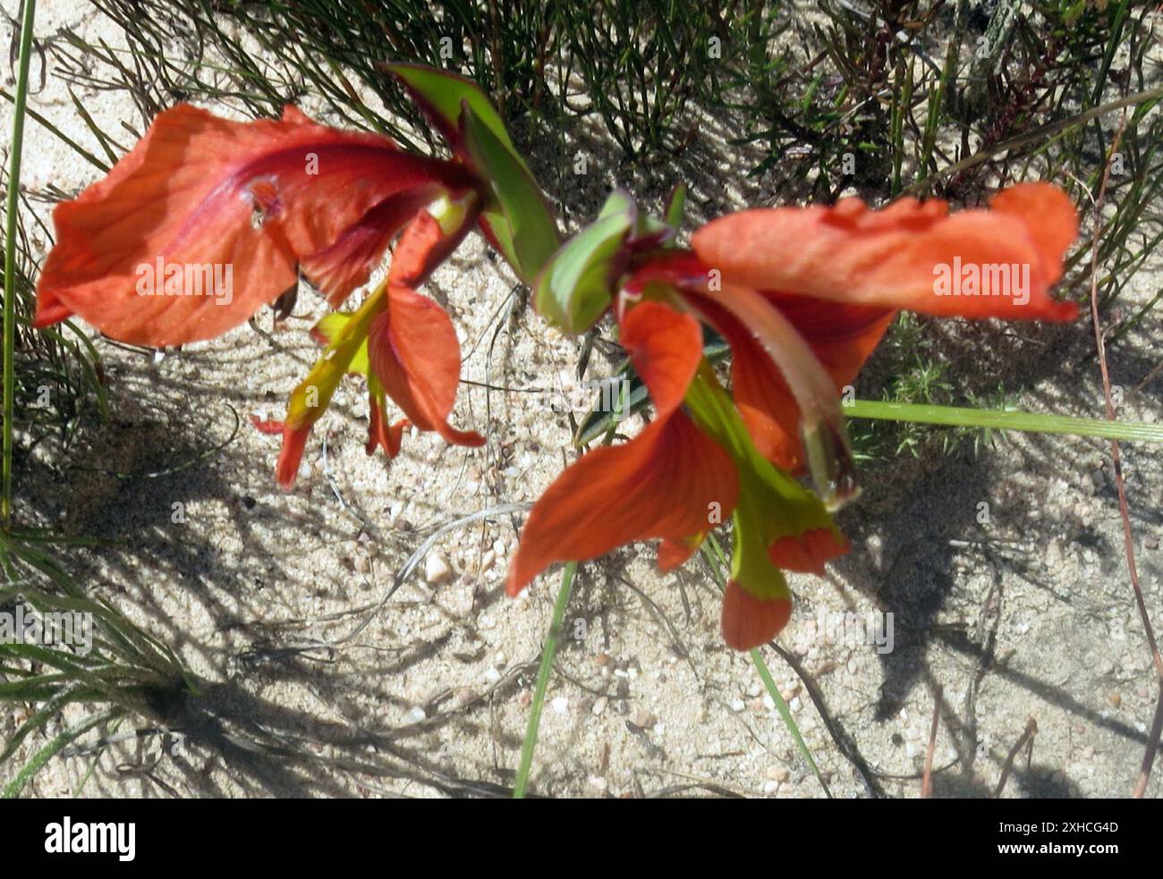 King Kalkoentjie (Gladiolus alatus) Klein Drakenstein Mts on the ...
