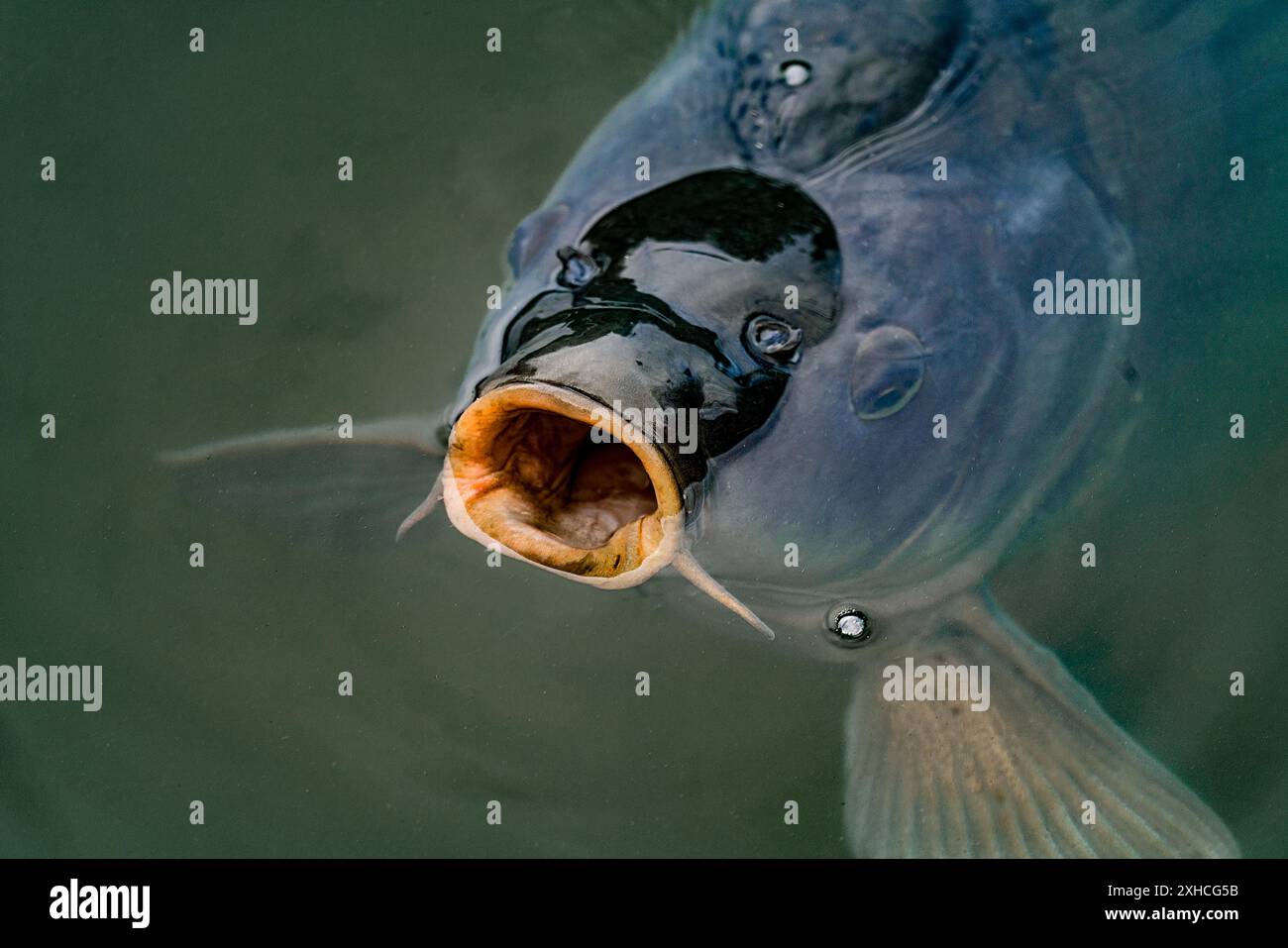 Carp open mouth hi-res stock photography and images - Alamy