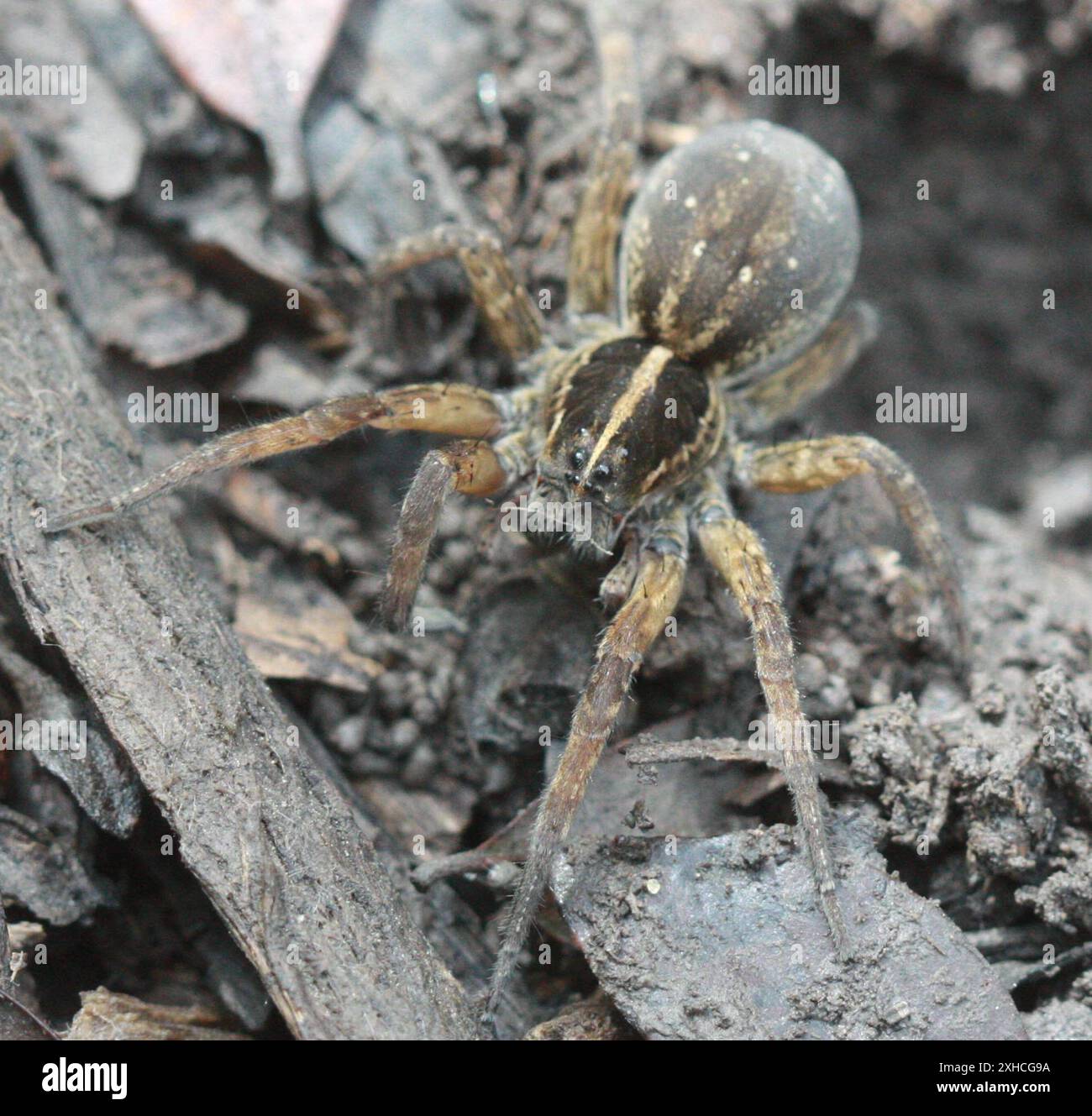 Wolf Spiders (Lycosidae) New Orleans, Louisiana, United States Stock ...