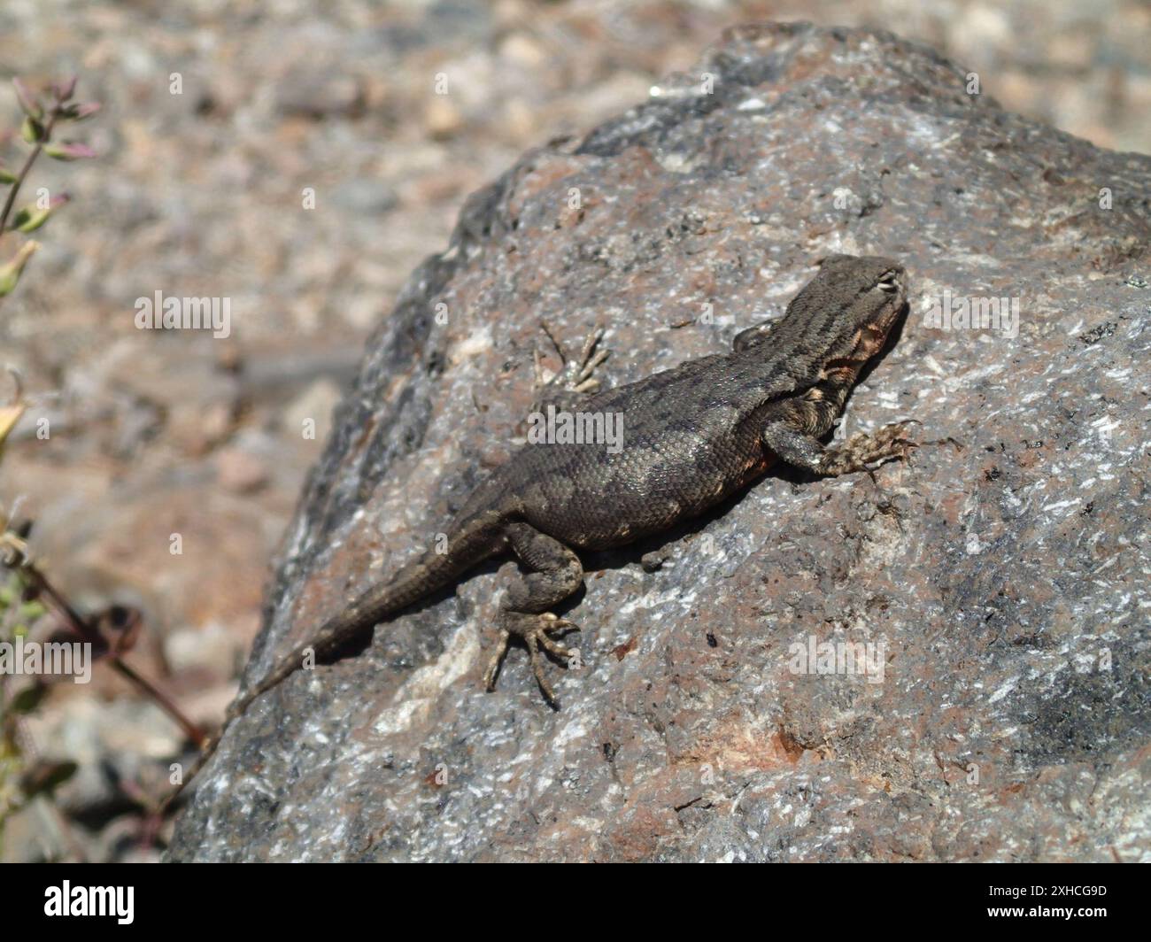 Western Sagebrush Lizard (Sceloporus graciosus gracilis) Point Mariah ...