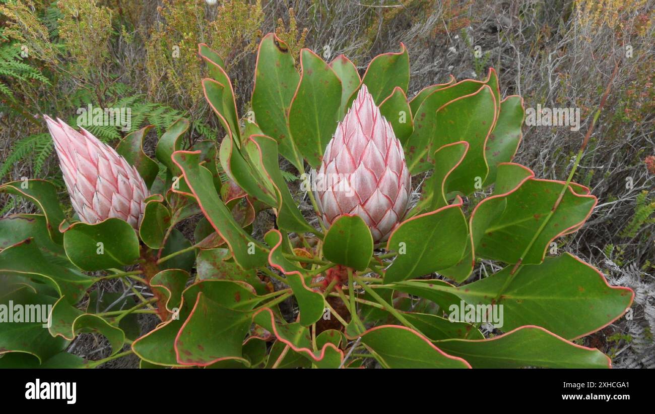 King Protea (Protea cynaroides) Grootvadersbosch Nature Reserve Stock Photo - Alamy