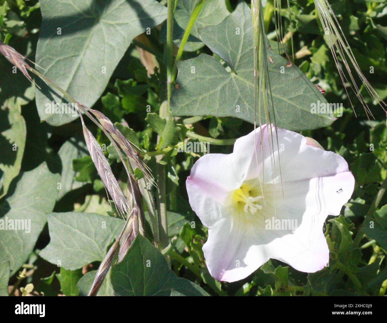 Pacific false bindweed (Calystegia purpurata purpurata) San Francisco ...