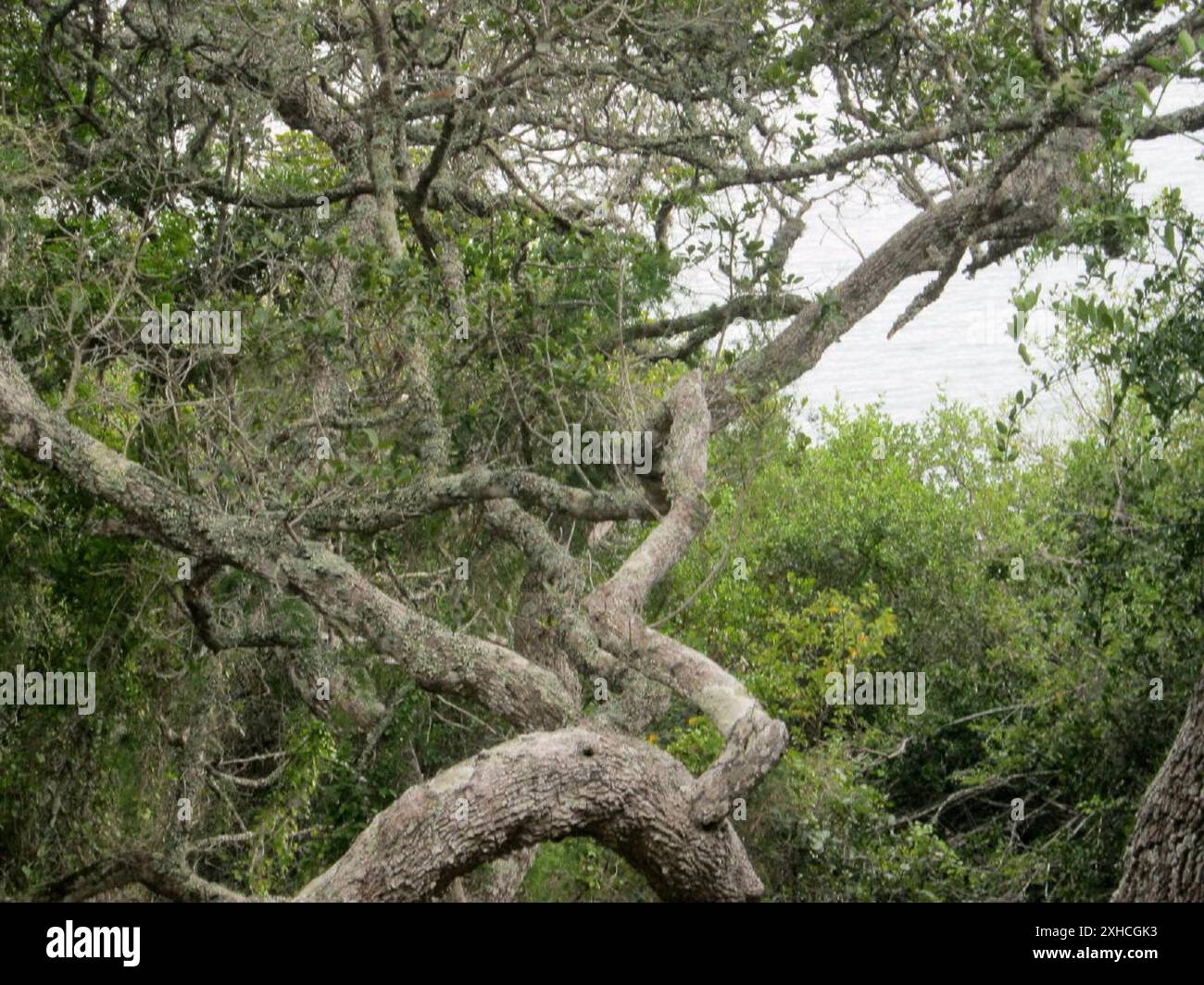 Southern White Milkwood (Sideroxylon inerme inerme) Goukamma Nature ...