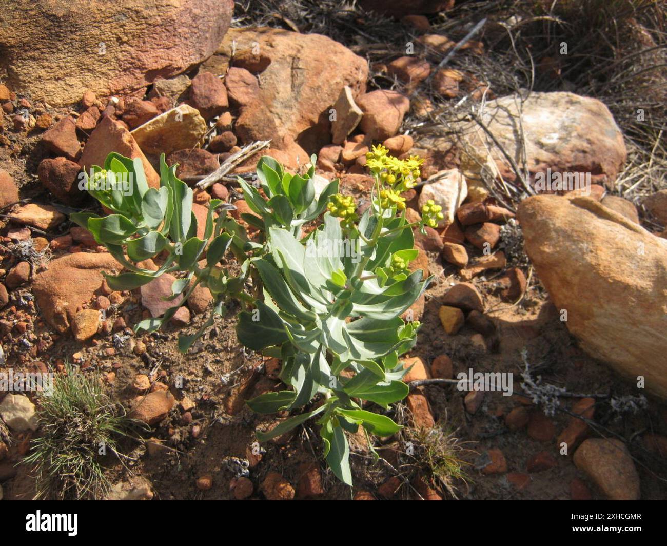 Poorflower Babooncabbage (Othonna parviflora) De Hoek in the Groot ...