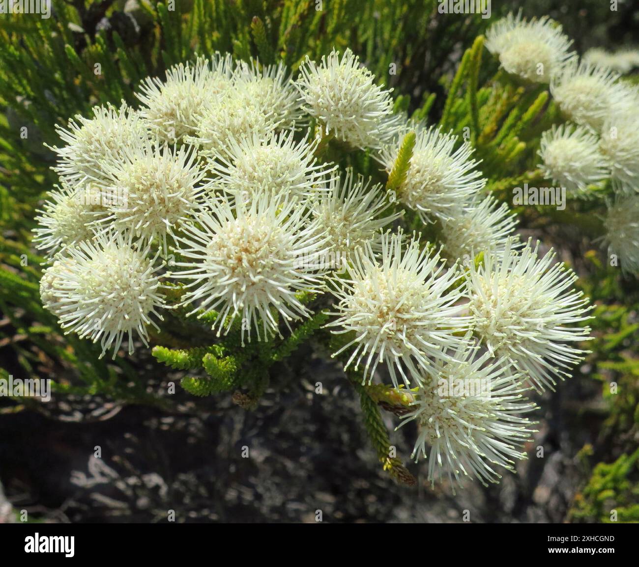 Cone Stompie (Brunia noduliflora) On the western head of Perdepoort ...