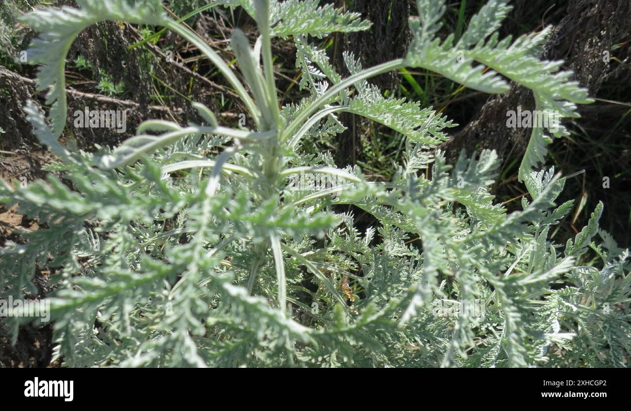 African wormwood hi-res stock photography and images - Alamy