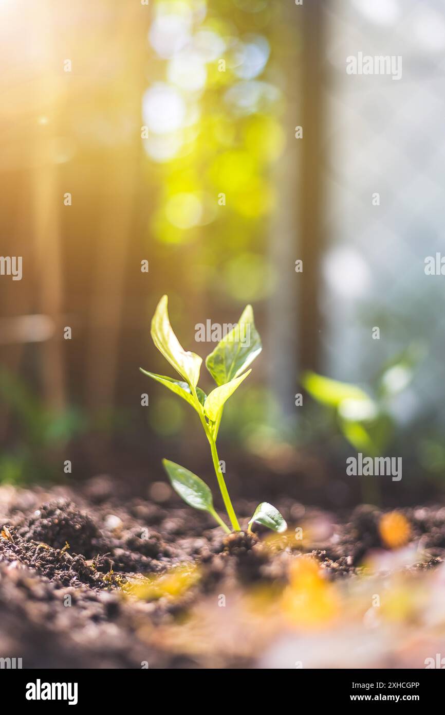 Young plant is growing in the sunlight Stock Photo - Alamy