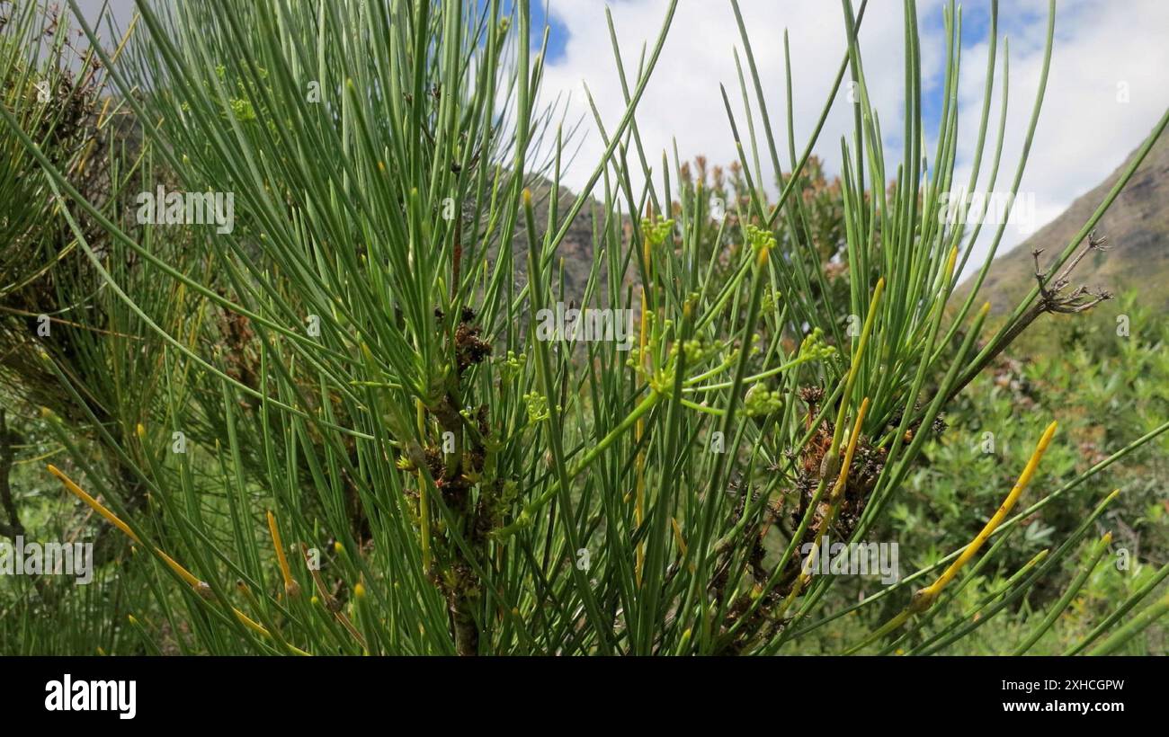 Klein drakenstein hi-res stock photography and images - Alamy