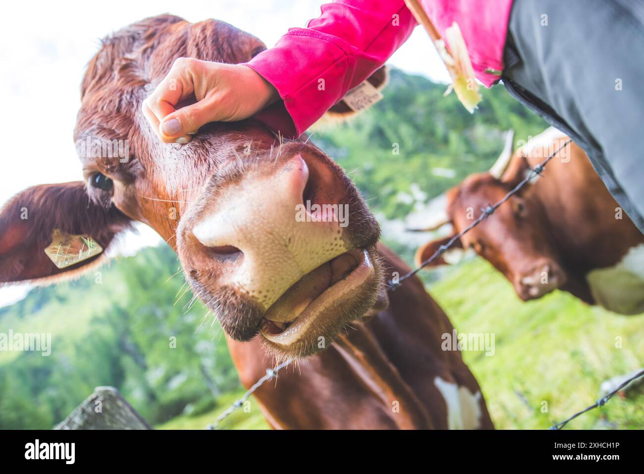 Close up funny cow hi-res stock photography and images - Alamy