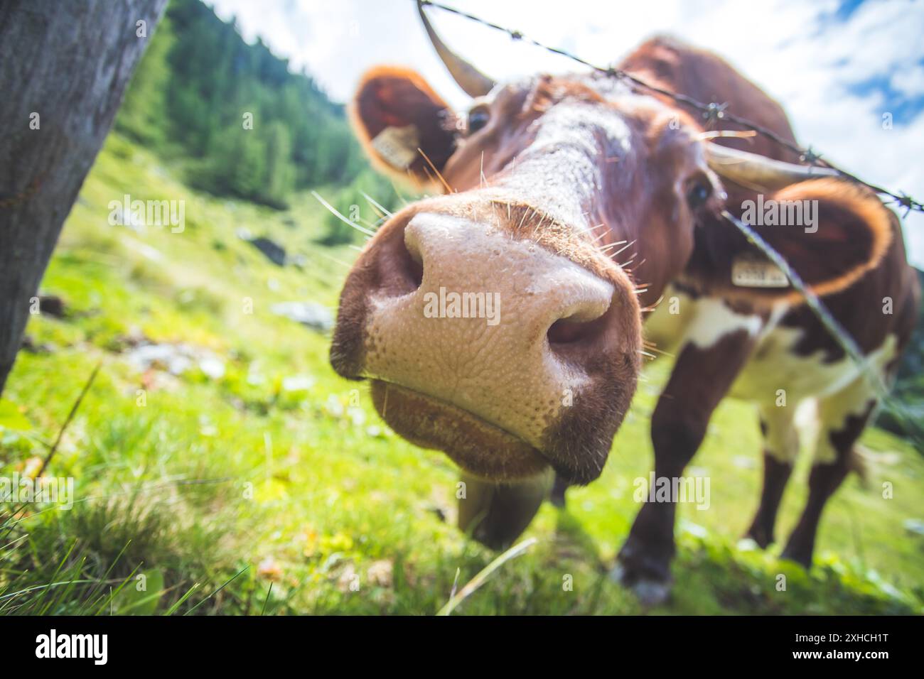 Close up funny cow hi-res stock photography and images - Alamy