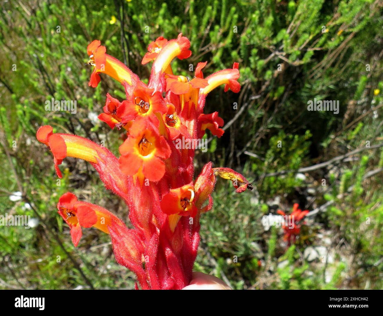 Scarlet Inkflower (Harveya bolusii) Grootvadersbosch Nature Reserve ...