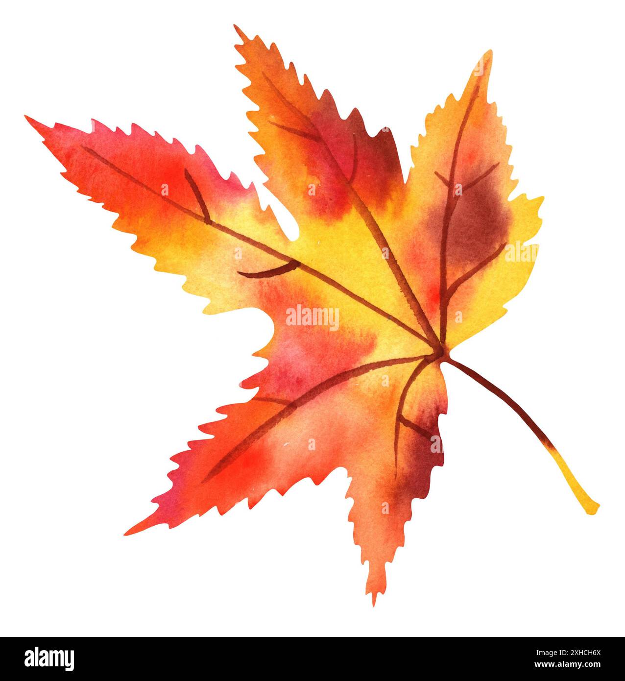 Red maple in garden Cut Out Stock Images & Pictures - Alamy