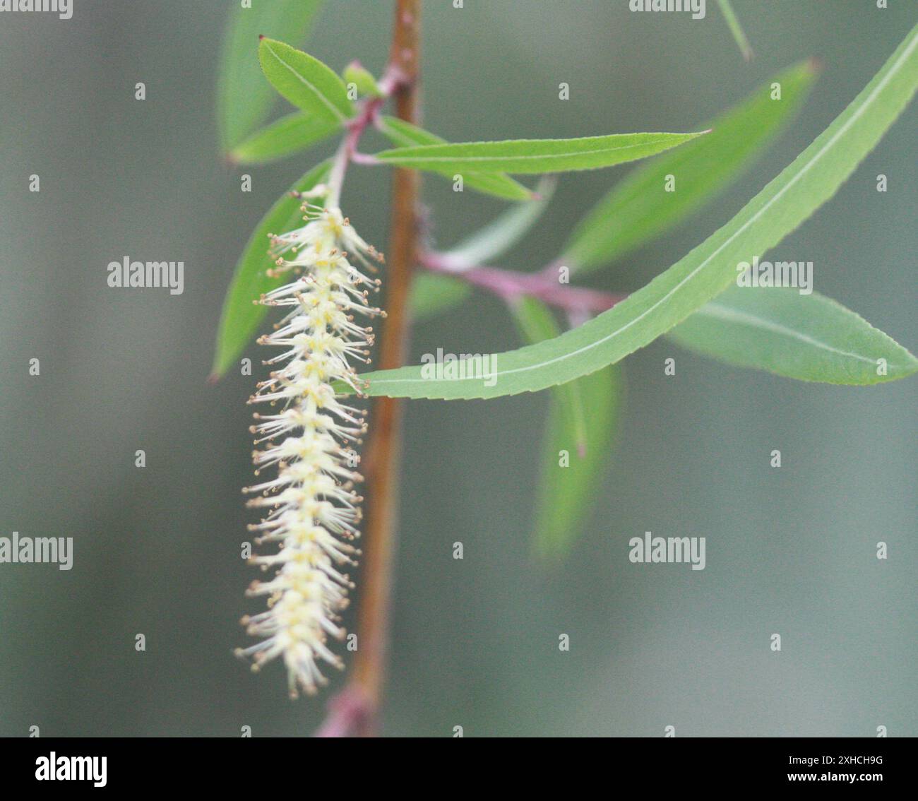 black willow (Salix nigra) Crown Point, Louisiana, United States Stock ...