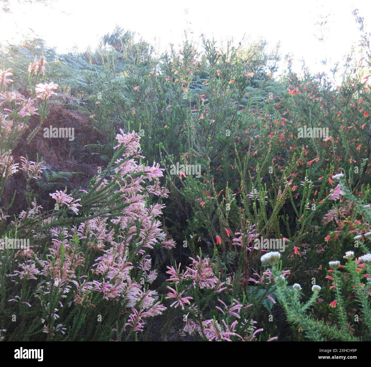Sticky Red-And-Green Heath (Erica densifolia) Witfontein Forest Stock ...